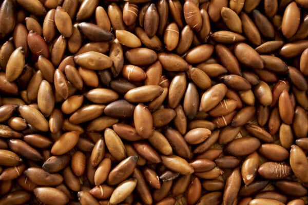 23 Types of Nuts 🌰 A-to-Z | Photos - Butter N Thyme