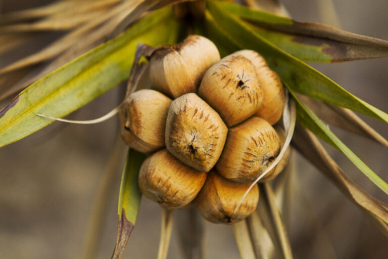 23 Types of Nuts 🌰 A-to-Z | Photos - Butter N Thyme