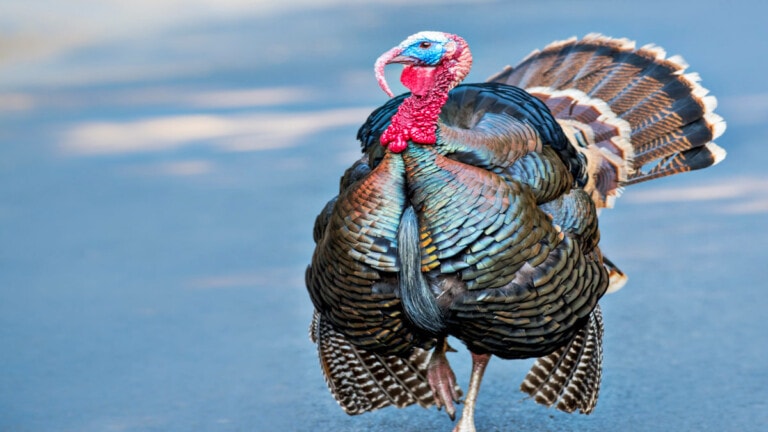 Types of Turkeys 🦃 Heritage | Wild - Butter N Thyme