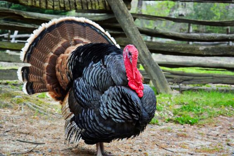 Types of Turkeys 🦃 Heritage | Wild - Butter N Thyme