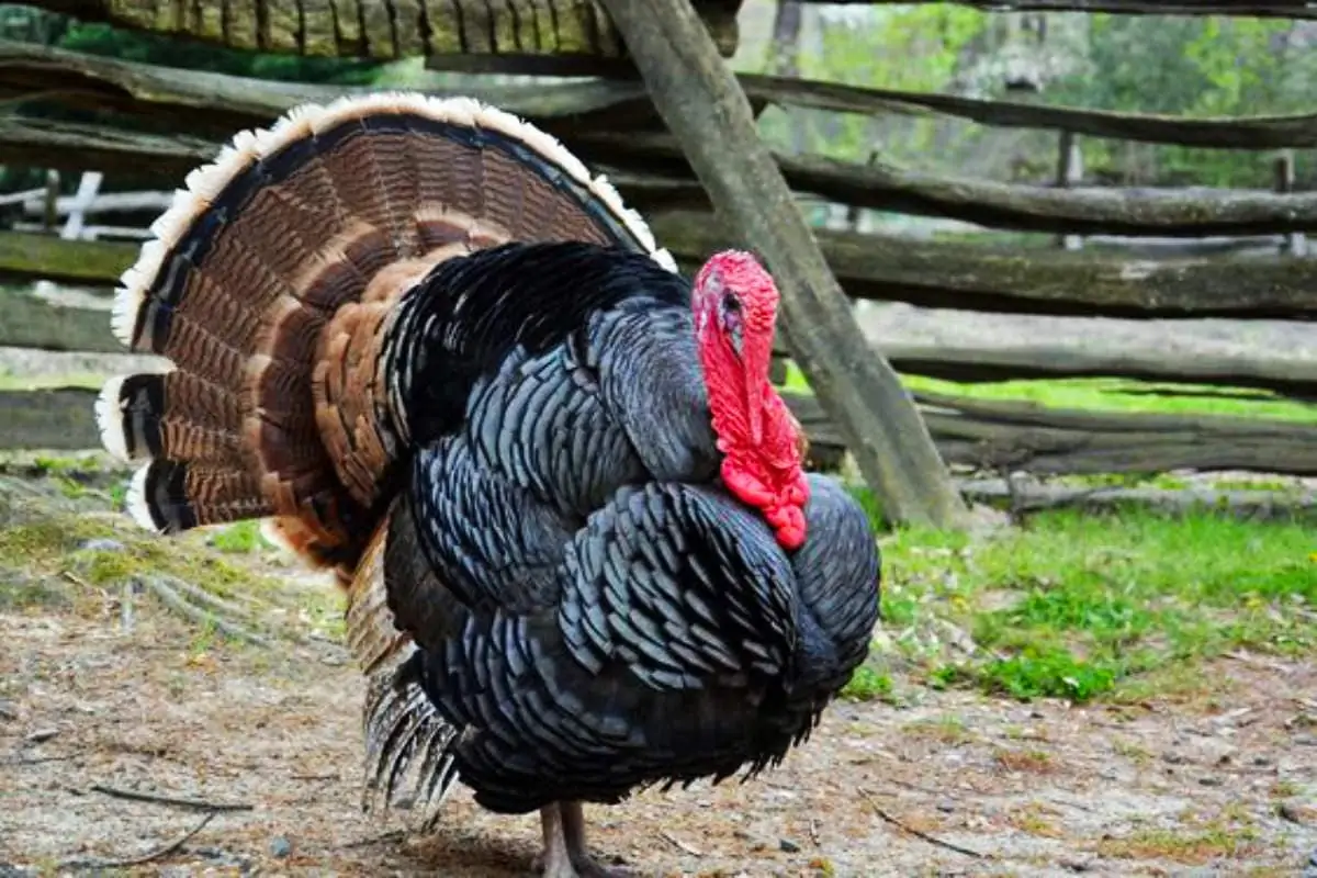 Types of Turkeys 🦃 Heritage | Wild - Butter N Thyme