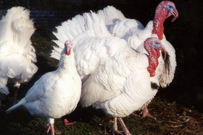 Types of Turkeys 🦃 Heritage | Wild - Butter N Thyme