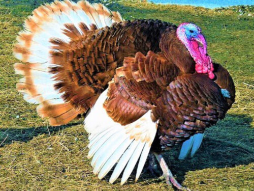 Types of Turkeys 🦃 Heritage | Wild - Butter N Thyme
