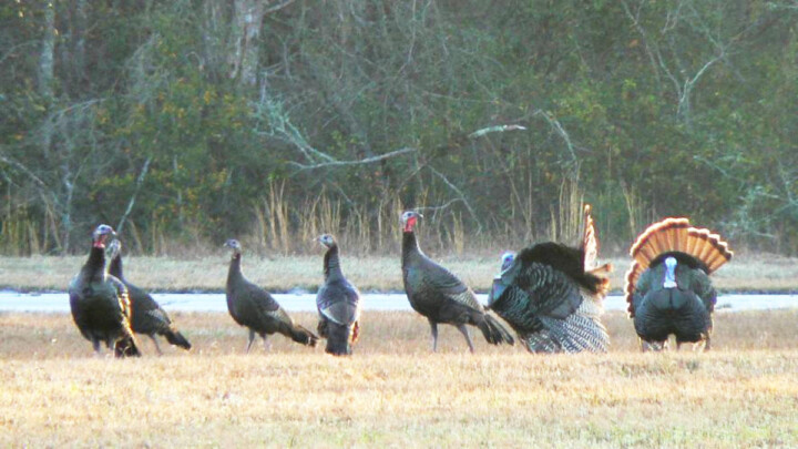 Types of Turkeys 🦃 Heritage | Wild - Butter N Thyme