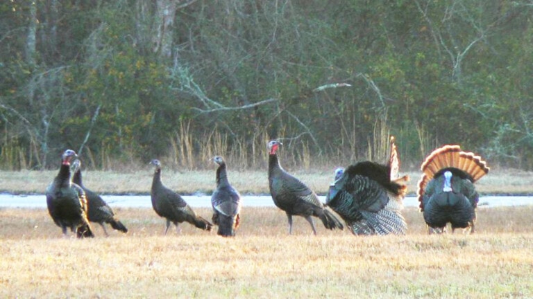 Types of Turkeys 🦃 Heritage | Wild - Butter N Thyme
