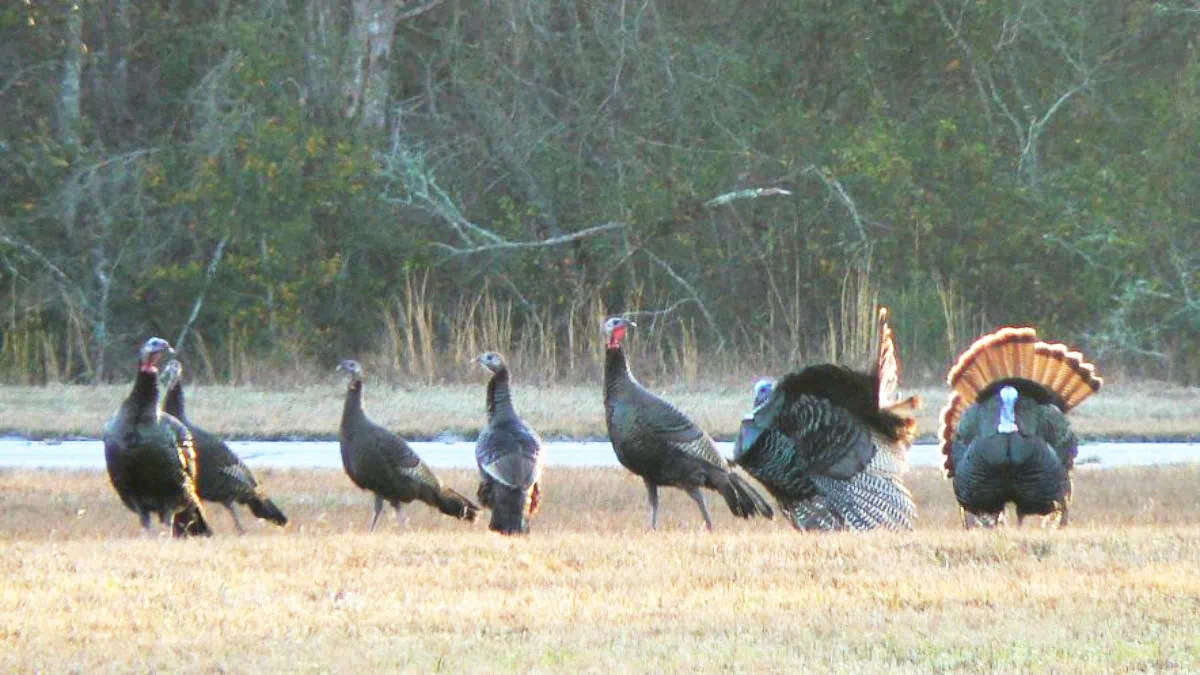 Types of Turkeys 🦃 Heritage | Wild - Butter N Thyme