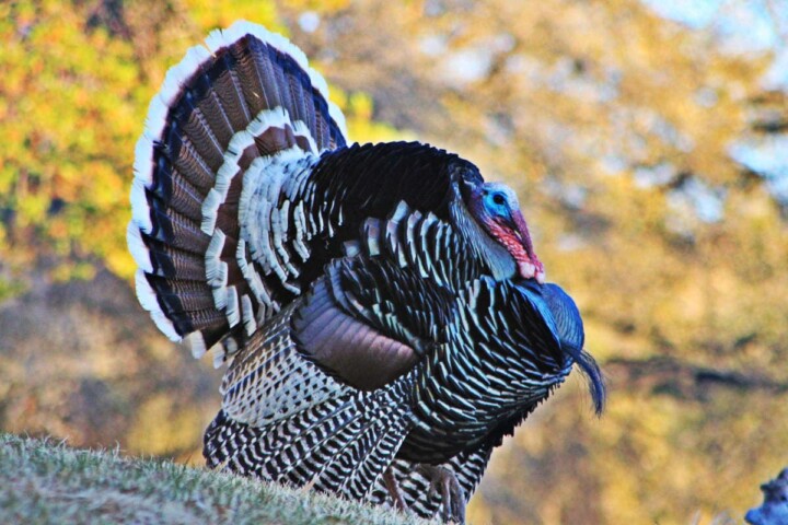 Types of Turkeys 🦃 Heritage | Wild - Butter N Thyme