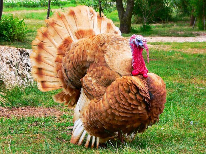 Types of Turkeys 🦃 Heritage | Wild - Butter N Thyme