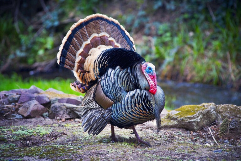Types of Turkeys 🦃 Heritage | Wild - Butter N Thyme
