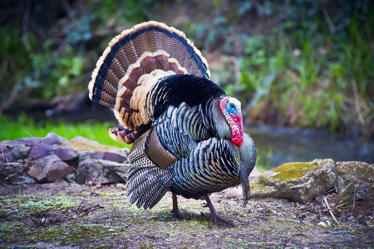 Types of Turkeys 🦃 Heritage | Wild - Butter N Thyme