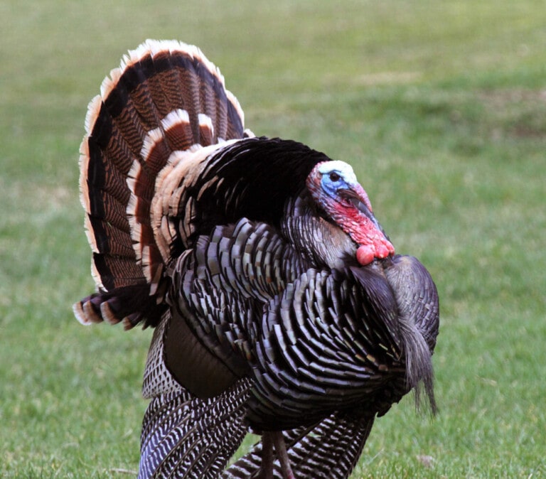 Types of Turkeys 🦃 Heritage | Wild - Butter N Thyme