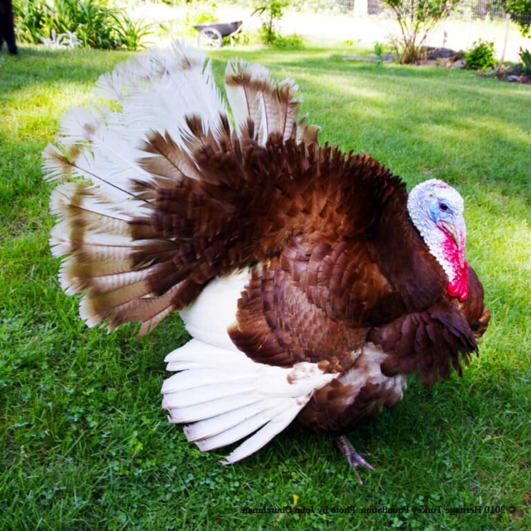 Types of Turkeys 🦃 Heritage | Wild - Butter N Thyme