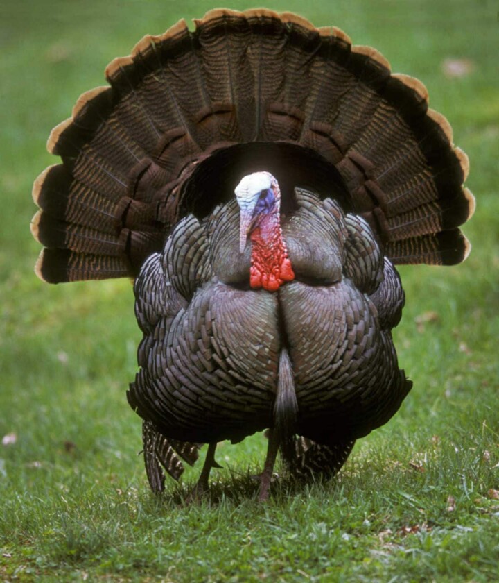 Types of Turkeys 🦃 Heritage | Wild - Butter N Thyme