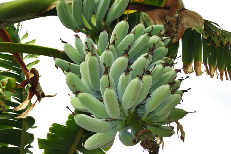 27 Types of Bananas 🍌 A to Z | Photos - Butter N Thyme