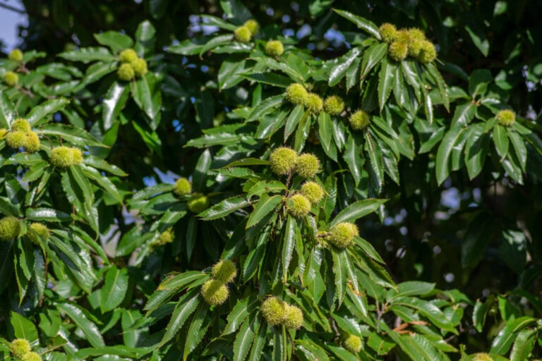 What Are Chestnuts 🌰 What You Need To Know - Butter N Thyme