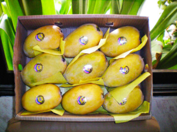 49 Types of Mangoes: 🥭 (A to Z) Photos