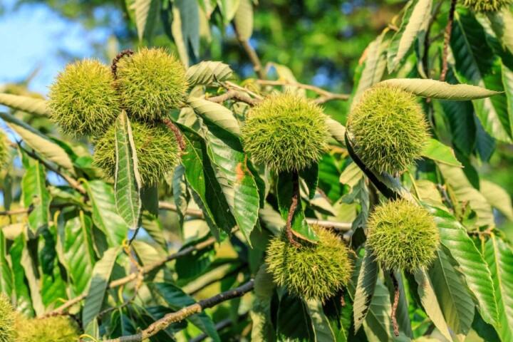 What Are Chestnuts 🌰 What You Need To Know - Butter N Thyme