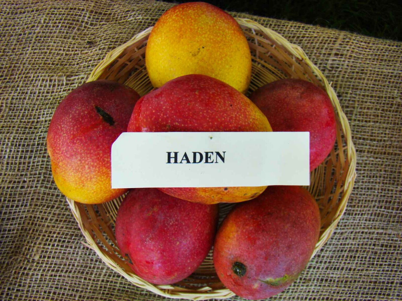 49 Types of Mangoes: 🥭 (A to Z) Photos