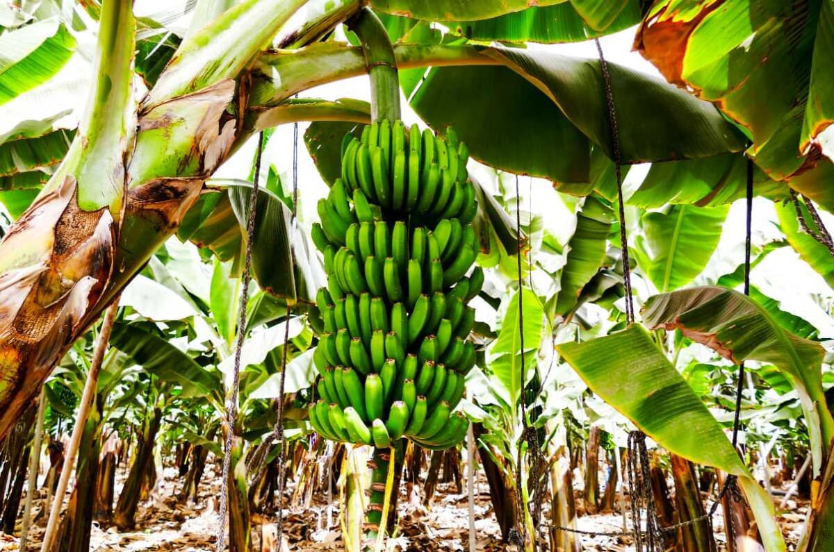 No More Waiting! Ripen Bananas in Just Minutes - Butter N Thyme