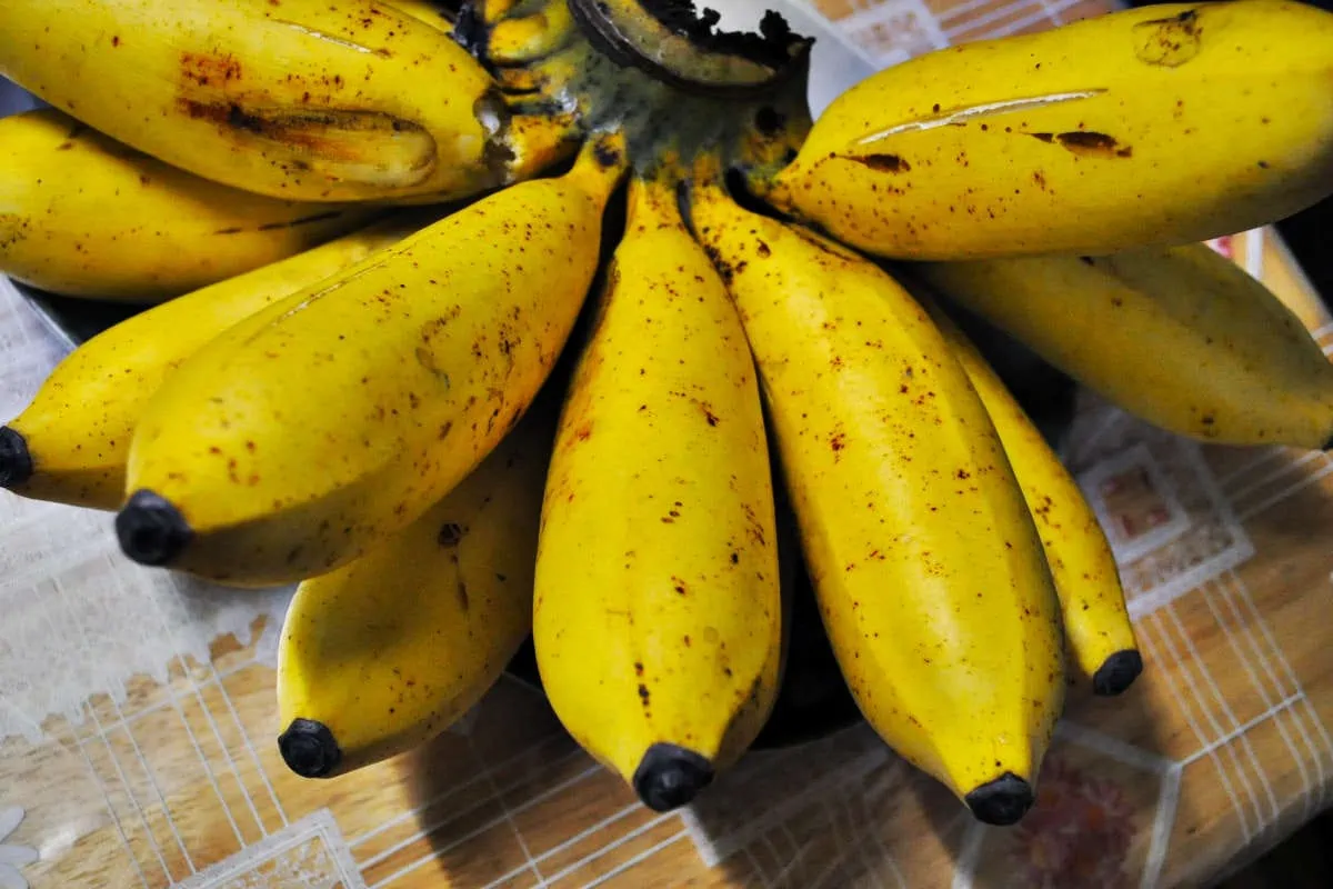 27 Types of Bananas 🍌 A to Z | Photos - Butter N Thyme