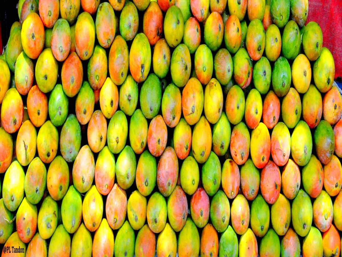49 Types of Mangoes: 🥭 (A to Z) Photos