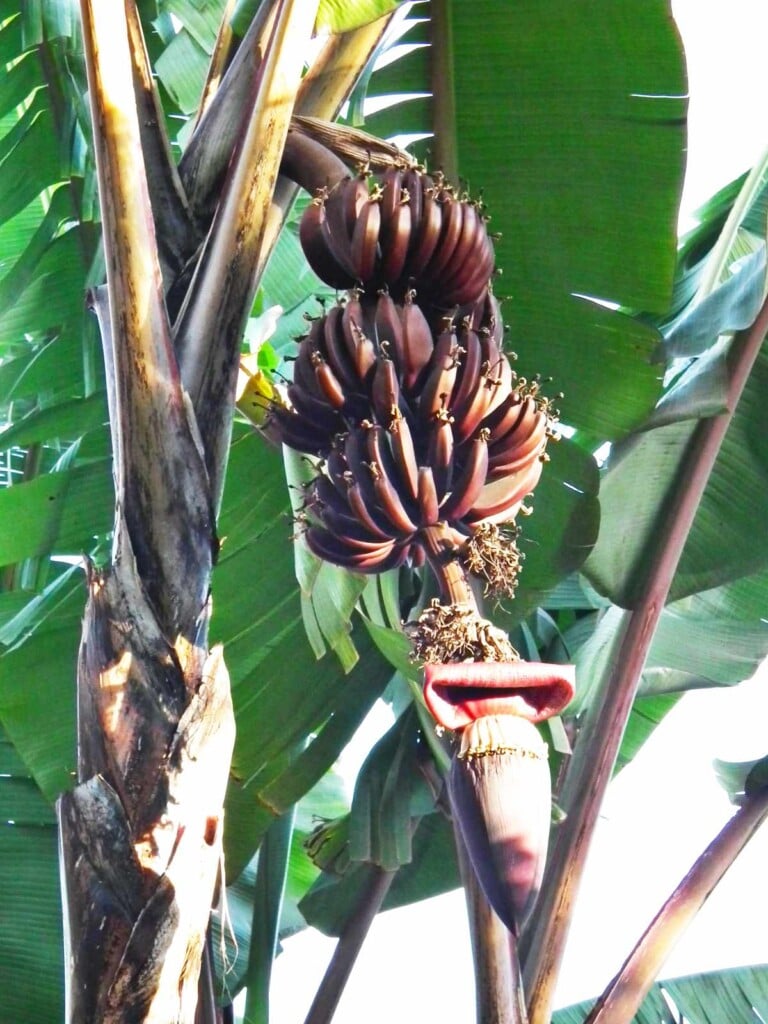 27 Types of Bananas 🍌 A to Z | Photos - Butter N Thyme