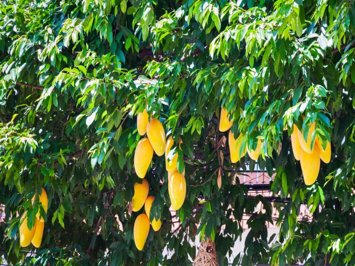 49 Types of Mangoes: 🥭 (A to Z) Photos