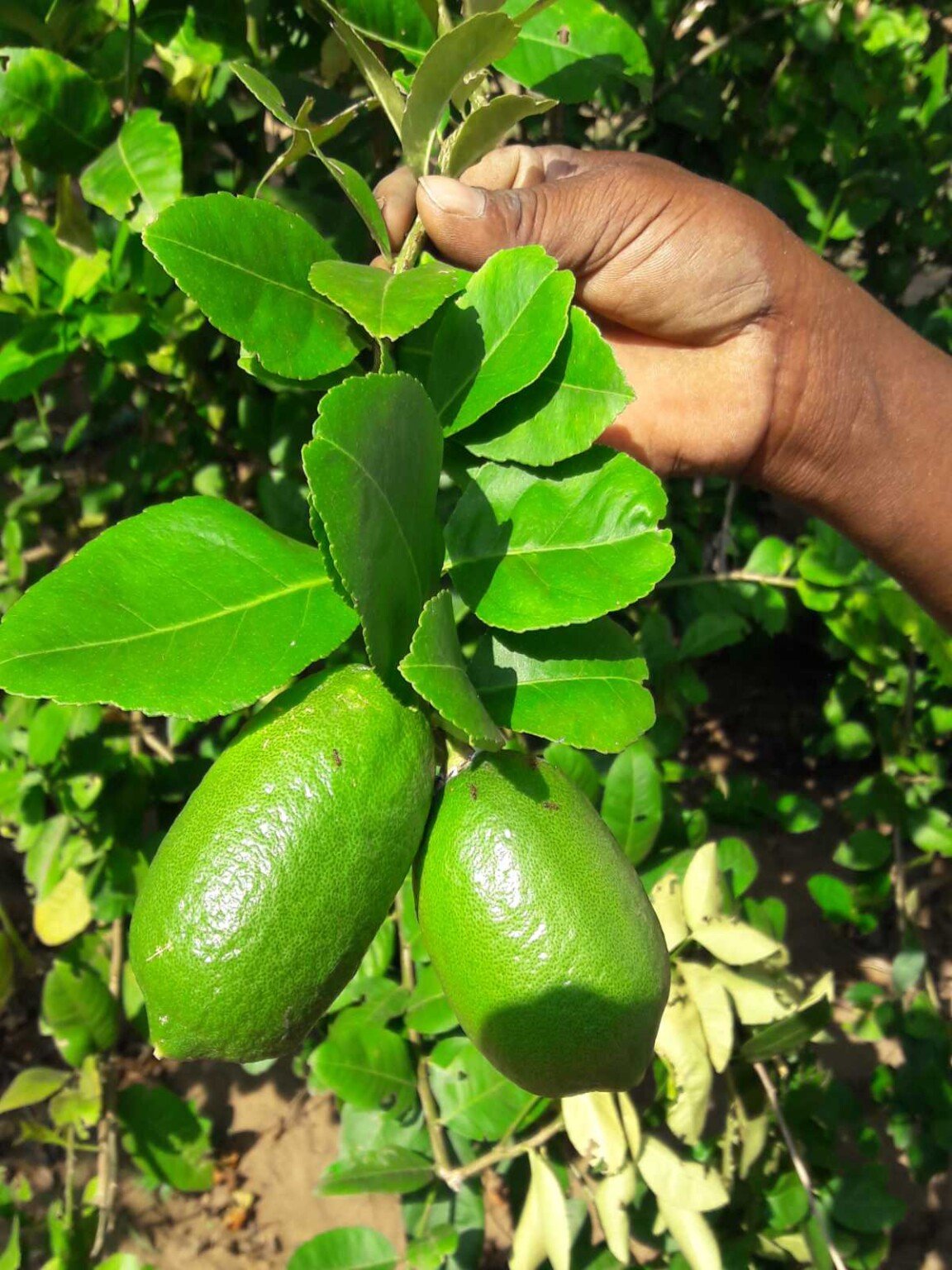 36 Types of Lemons 🍋 A-to-Z | Photos - Butter N Thyme