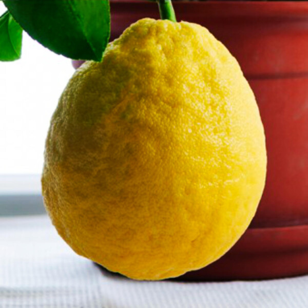 36 Types of Lemons 🍋 A-to-Z | Photos - Butter N Thyme