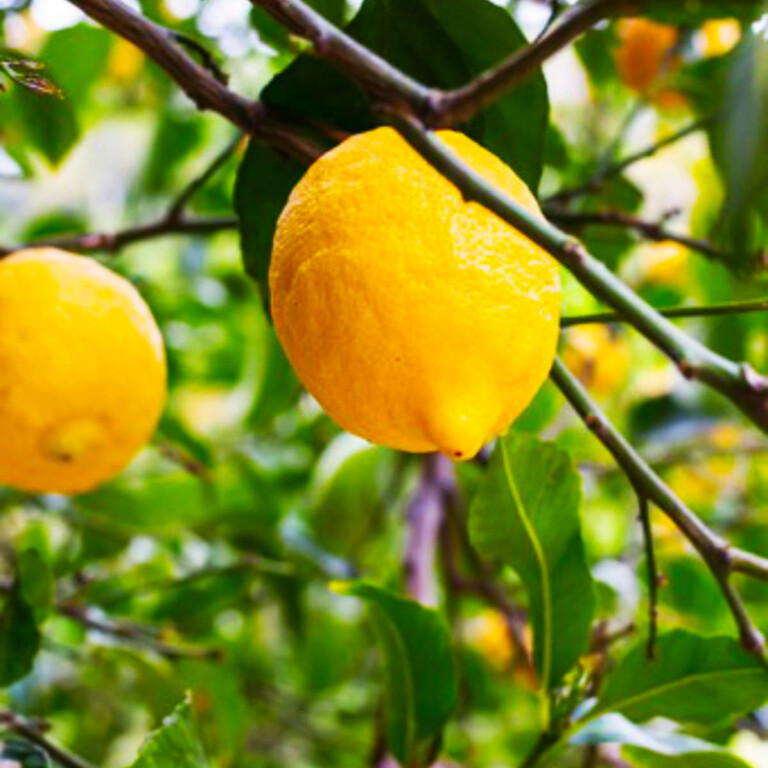 36 Types of Lemons 🍋 A-to-Z | Photos - Butter N Thyme