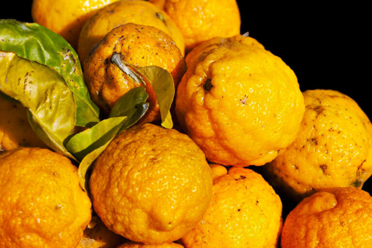 36 Types of Lemons 🍋 A-to-Z | Photos - Butter N Thyme