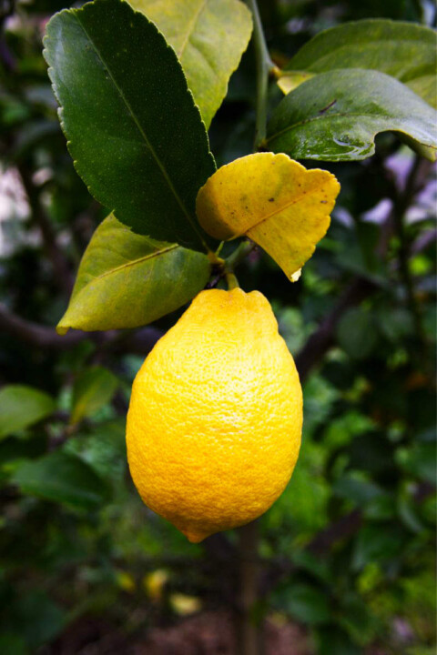 36 Types of Lemons 🍋 A-to-Z | Photos - Butter N Thyme