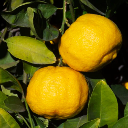 36 Types of Lemons 🍋 A-to-Z | Photos - Butter N Thyme