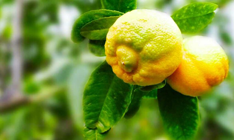 36 Types of Lemons 🍋 A-to-Z | Photos - Butter N Thyme