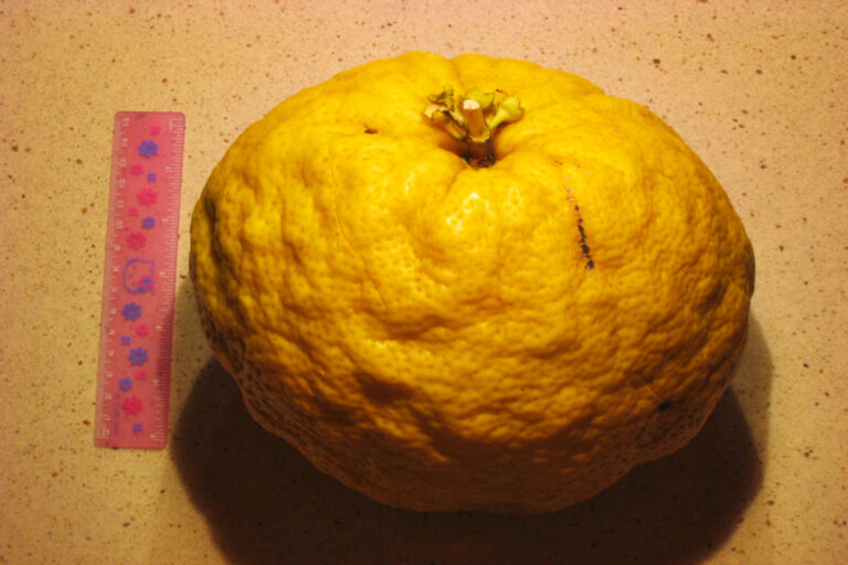 36 Types of Lemons 🍋 A-to-Z | Photos - Butter N Thyme