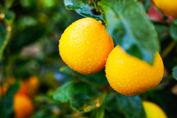 36 Types of Lemons 🍋 A-to-Z | Photos - Butter N Thyme