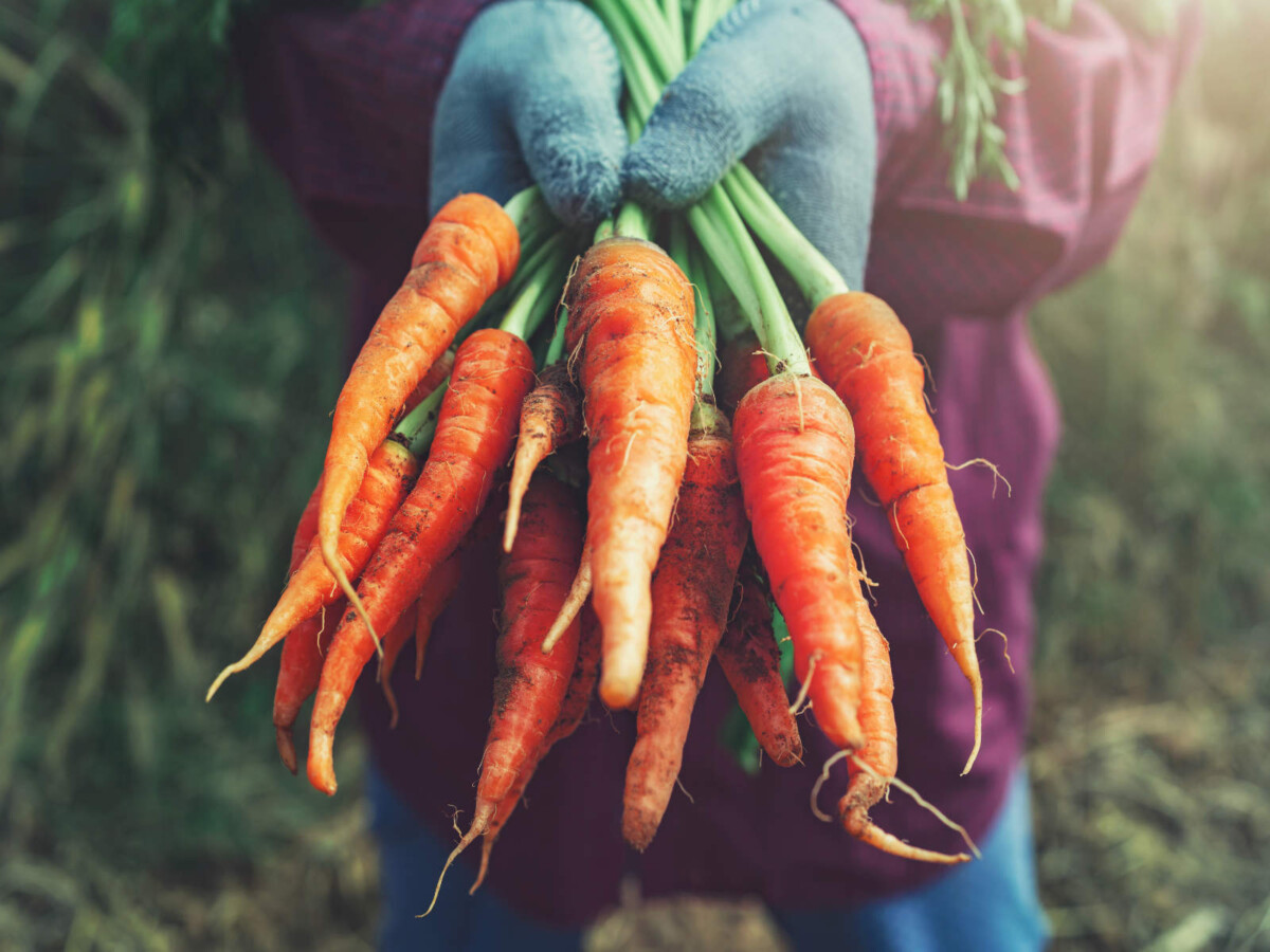 How Many Carrots In A Pound 🥕 - Butter N Thyme