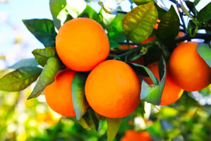 47 Types of Oranges 🍊 A-to-Z (Photos+) - Butter N Thyme