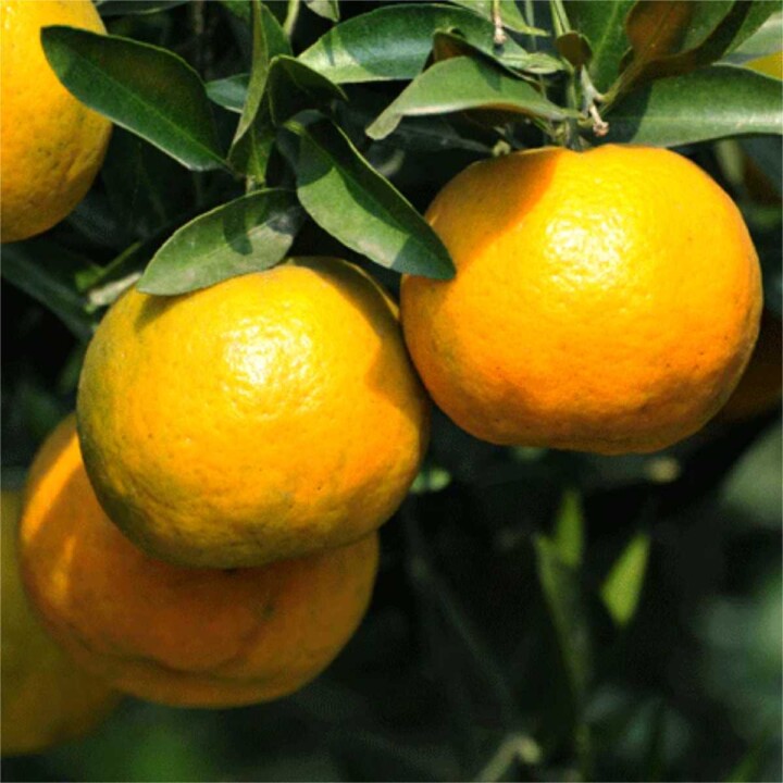47 Types of Oranges 🍊 A-to-Z (Photos+) - Butter N Thyme