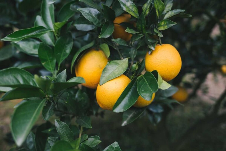 47 Types of Oranges 🍊 A-to-Z (Photos+) - Butter N Thyme