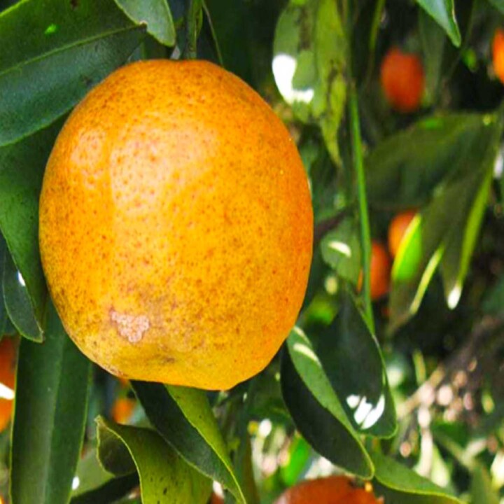 47 Types of Oranges 🍊 A-to-Z (Photos+) - Butter N Thyme