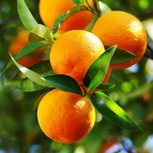 47 Types of Oranges: A-to-Z | Photos - Butter N Thyme