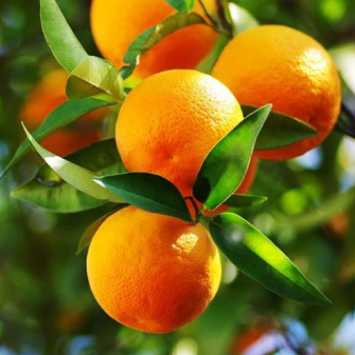 47 Types of Oranges: A-to-Z | Photos - Butter N Thyme