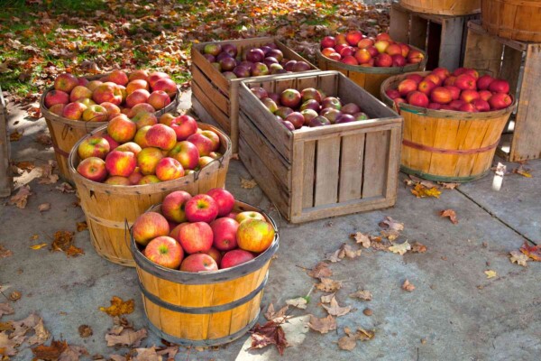 How Many Apples In A Pound, Bushel, Quart, and Cup