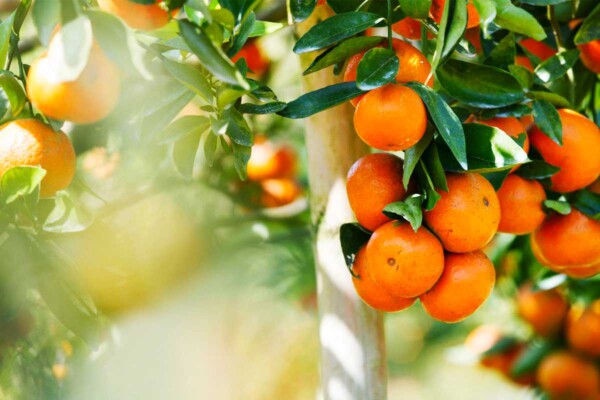 How Many Oranges In A Pound, Quart, and Cup - Butter N Thyme