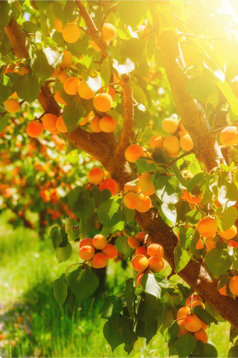 45 Types of Fruit | A-to-Z | Defined | Photos