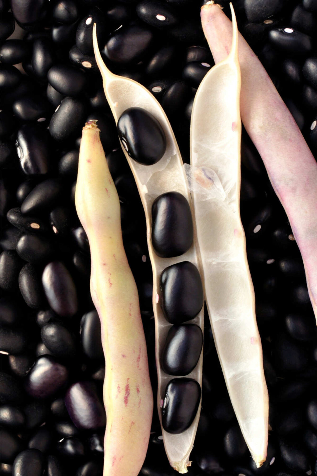 Types of Beans 🫘 A-to-Z | Photos - Butter N Thyme