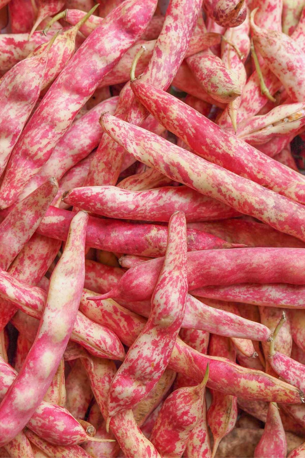 Types of Beans 🫘 A-to-Z | Photos - Butter N Thyme