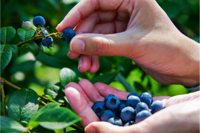 Ultimate Guide to Picking Fruit | A-to-Z - Butter N Thyme