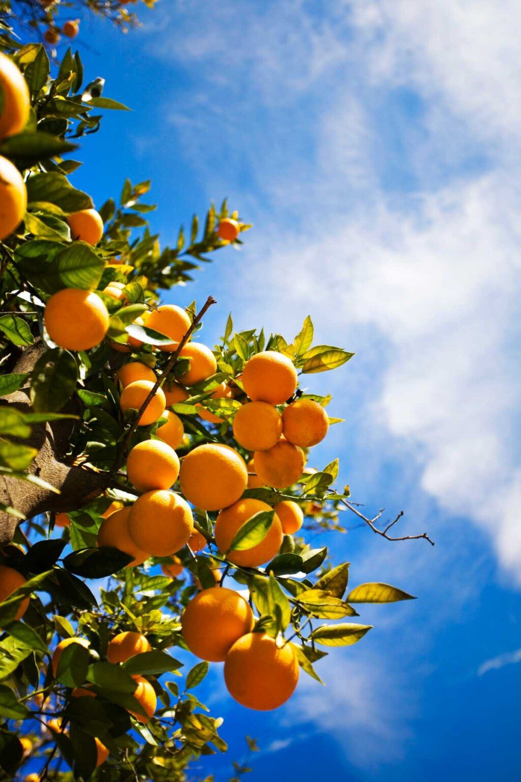 Pixie Tangerines 🍊 What You Need To Know - Butter N Thyme